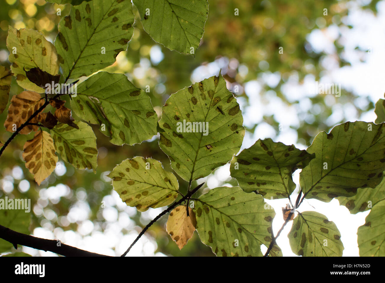 Beech Tree Leaves close-up Stock Photo - Alamy