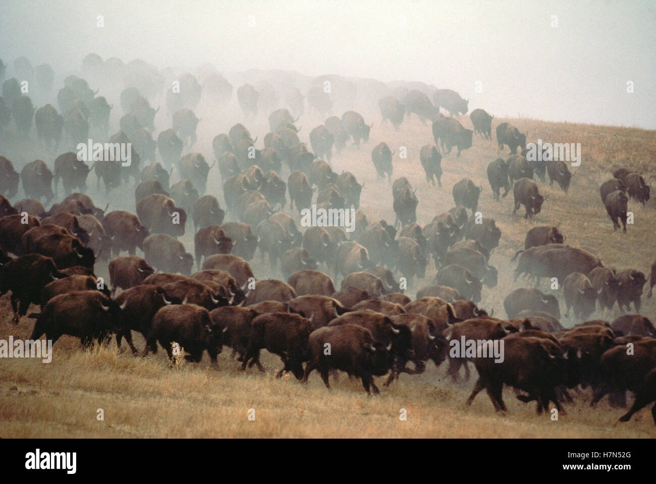 American Bison (Bison bison) herd stampeding, South Dakota Stock Photo ...