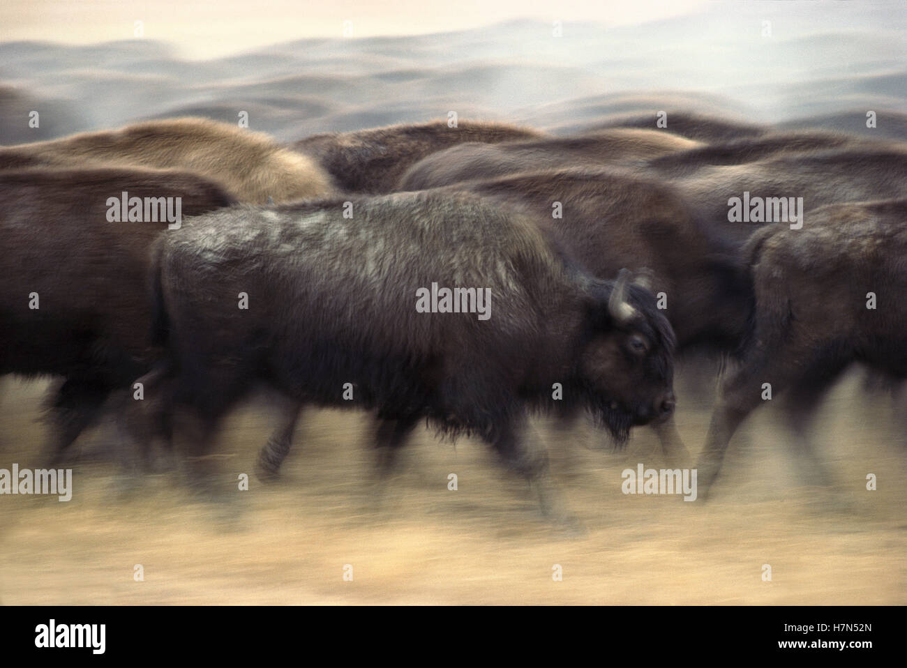 American Bison (Bison bison) herd stampeding, South Dakota Stock Photo ...