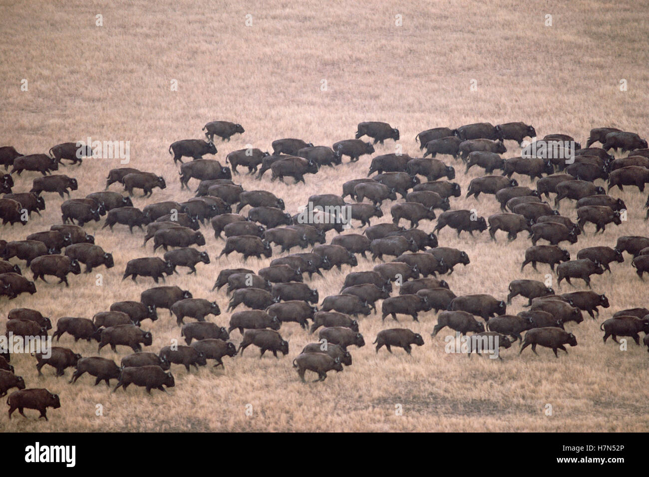 American Bison (Bison bison) herd moving across prairie, Wind Cave ...