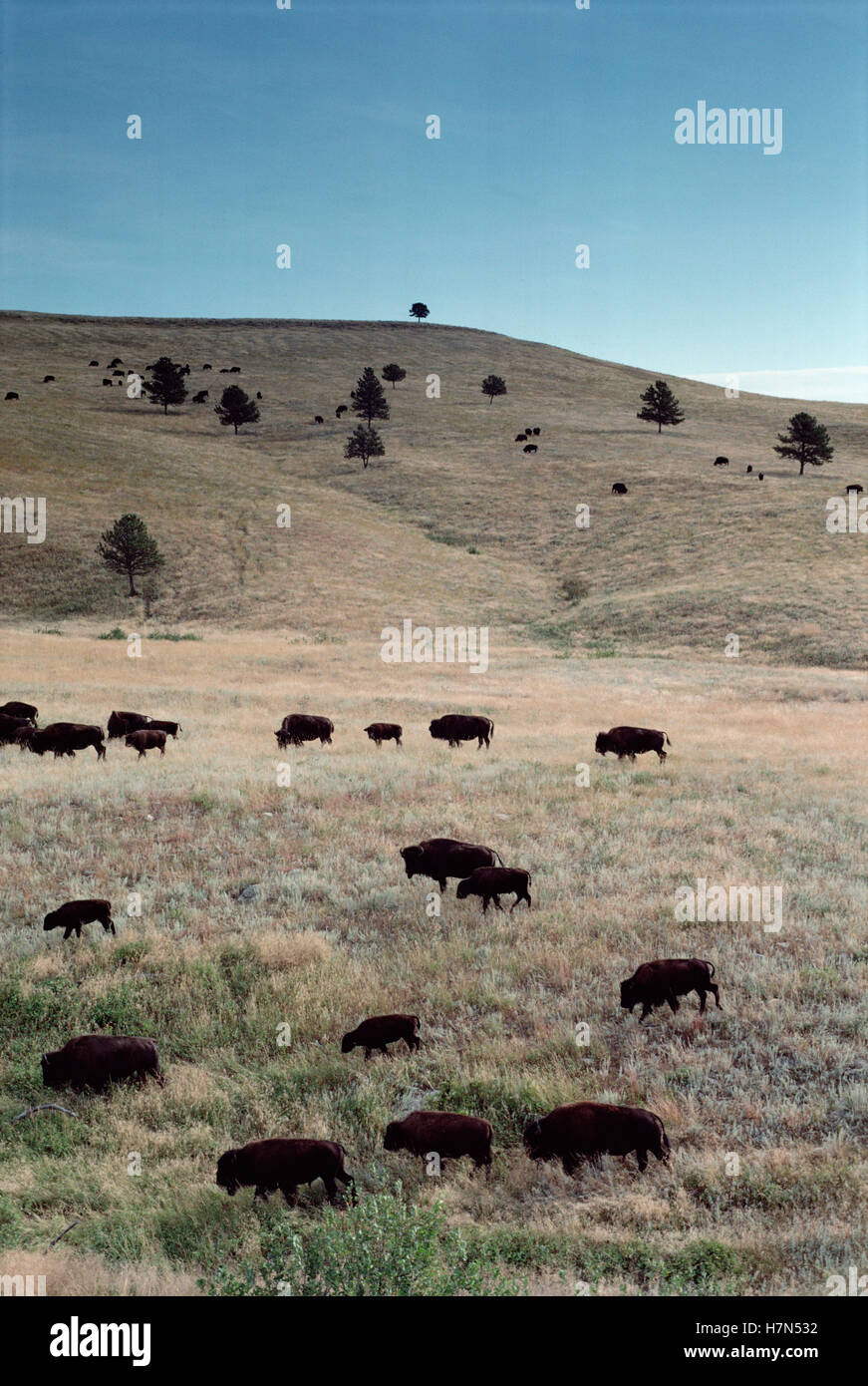 American Bison (Bison bison) herd on dry grass prairie dotted with ...