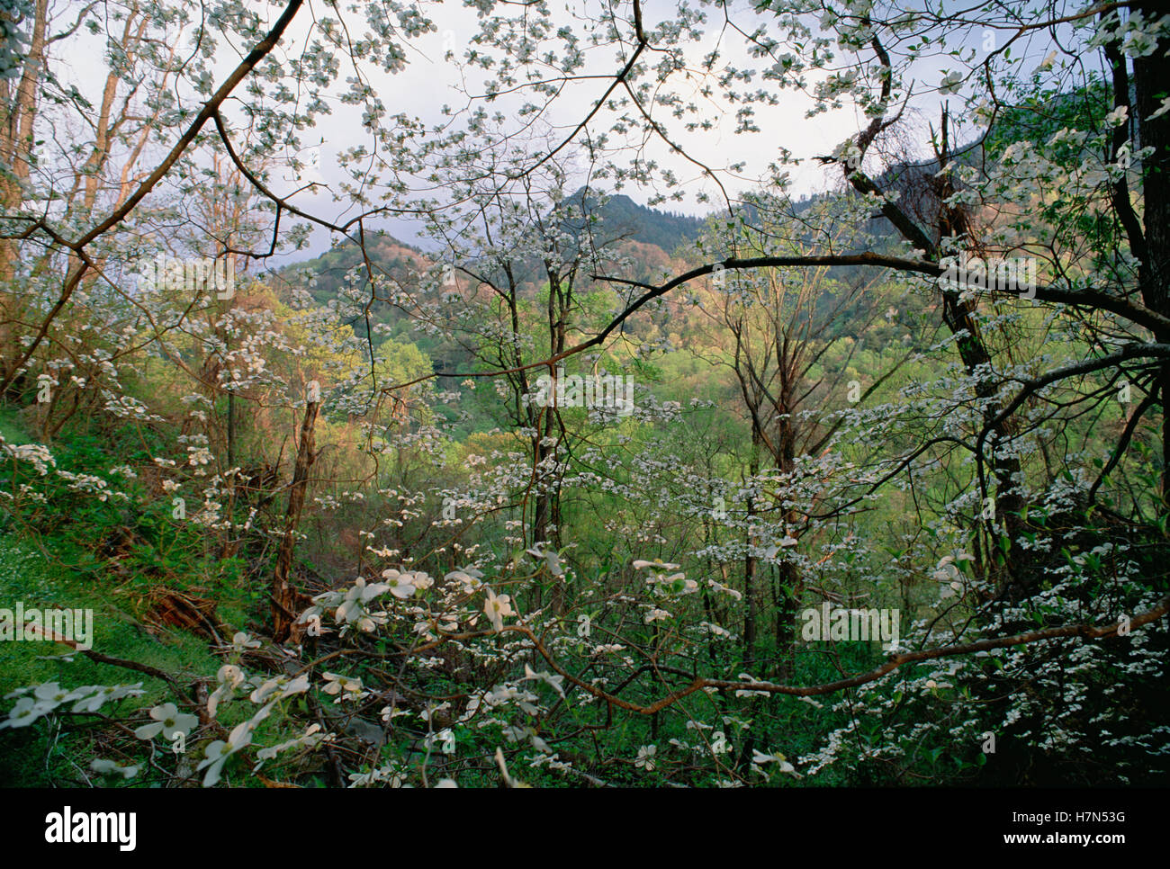 Dogberry (Cornus sanguinea) trees in bloom, Great Smoky Mountains ...