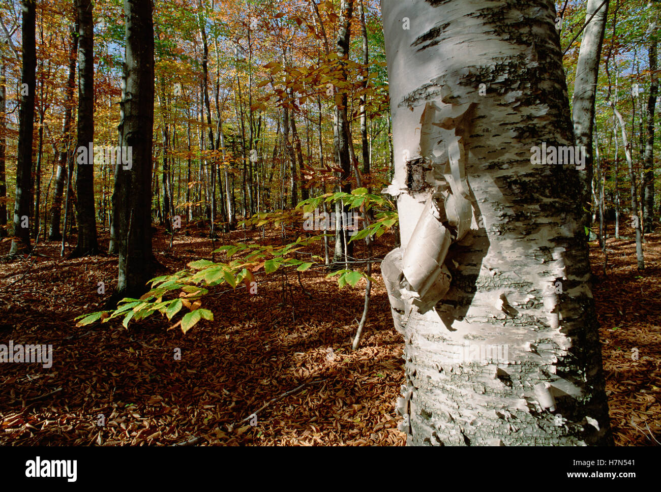 Paper Birch (Betula papyrifera) peeling bark in forest, White Mountains ...