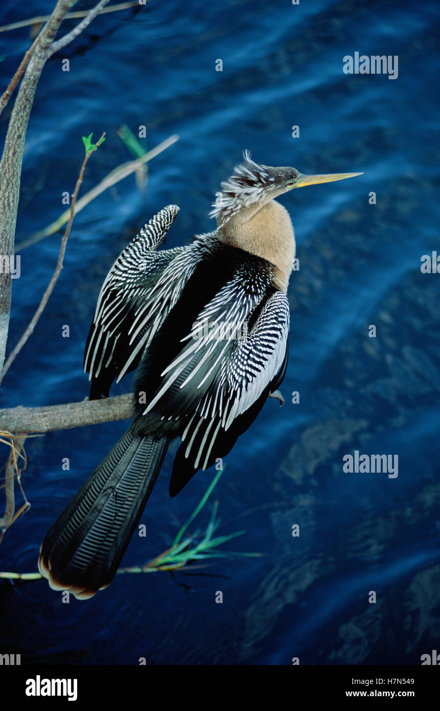 American Darter (Anhinga anhinga) perching on branch over water ...