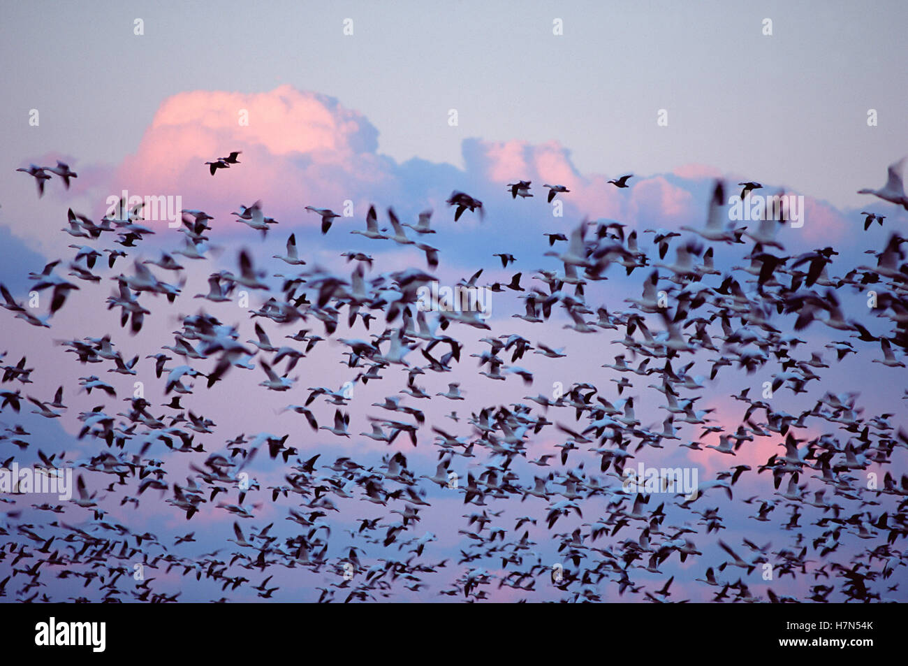 Snow Goose (Chen caerulescens) flock flying, Mattamuskeet National ...