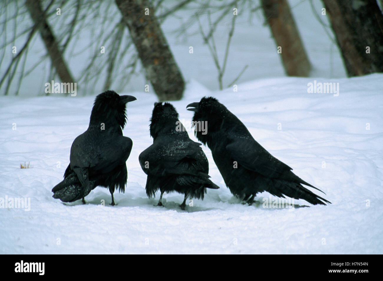 Common Raven (Corvus corax) trio in snow, Northwoods, Minnesota Stock ...
