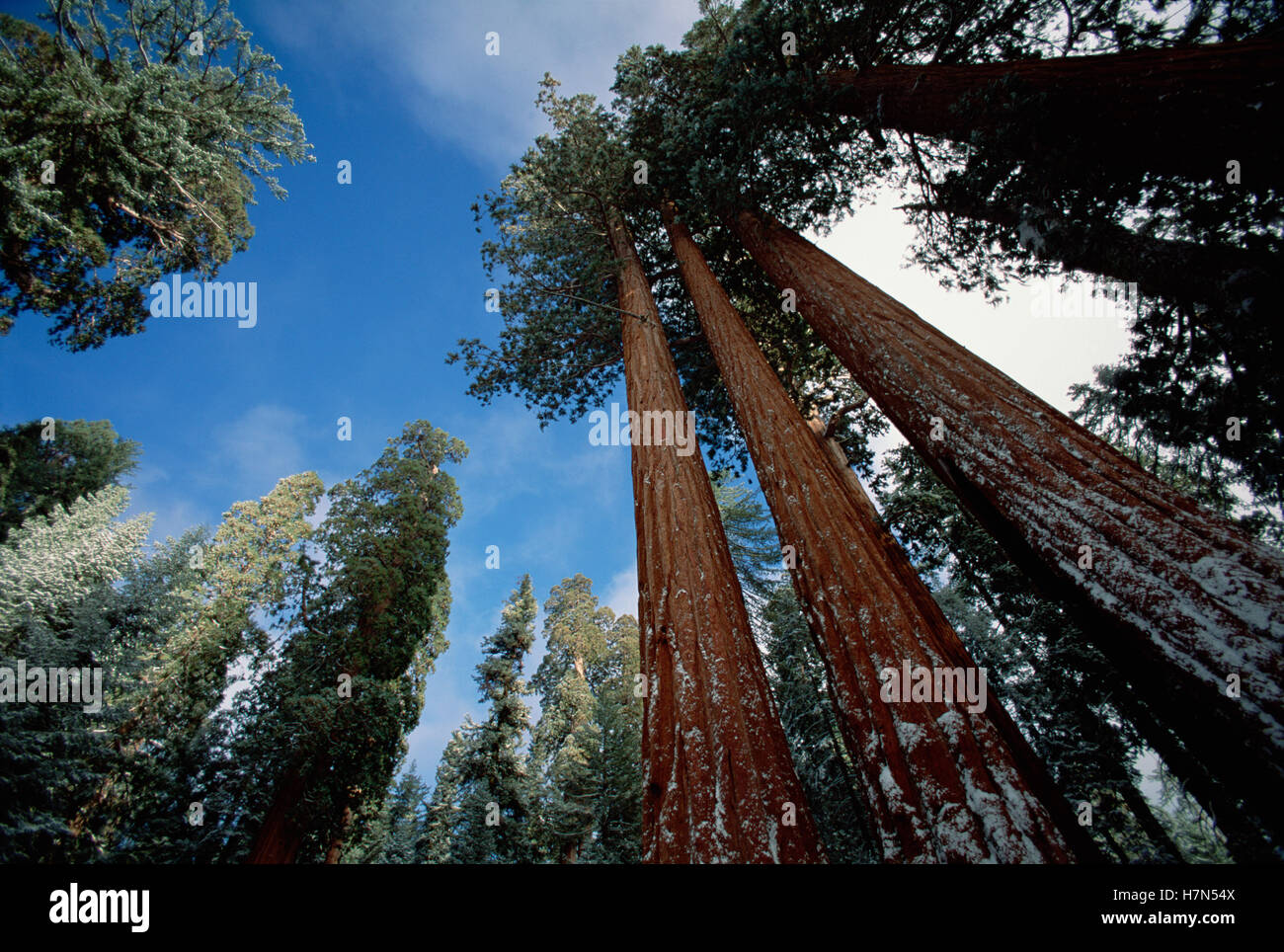Giant Sequoia (Sequoiadendron giganteum) trees with dusting of snow, King's Canyon National Park ...