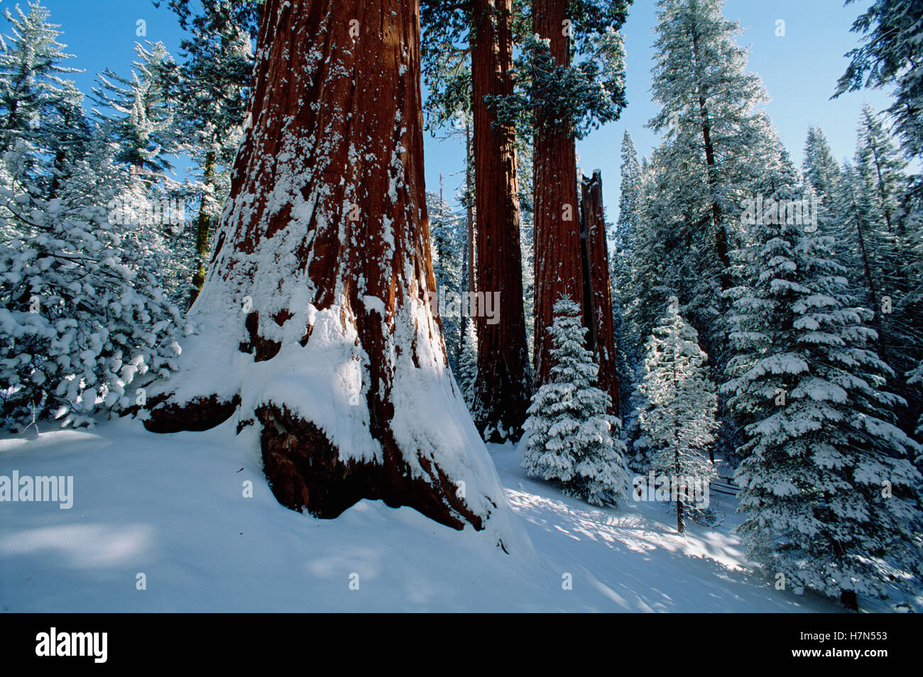 Giant Sequoia (Sequoiadendron giganteum) trees in snow, King's Canyon National Park, California ...