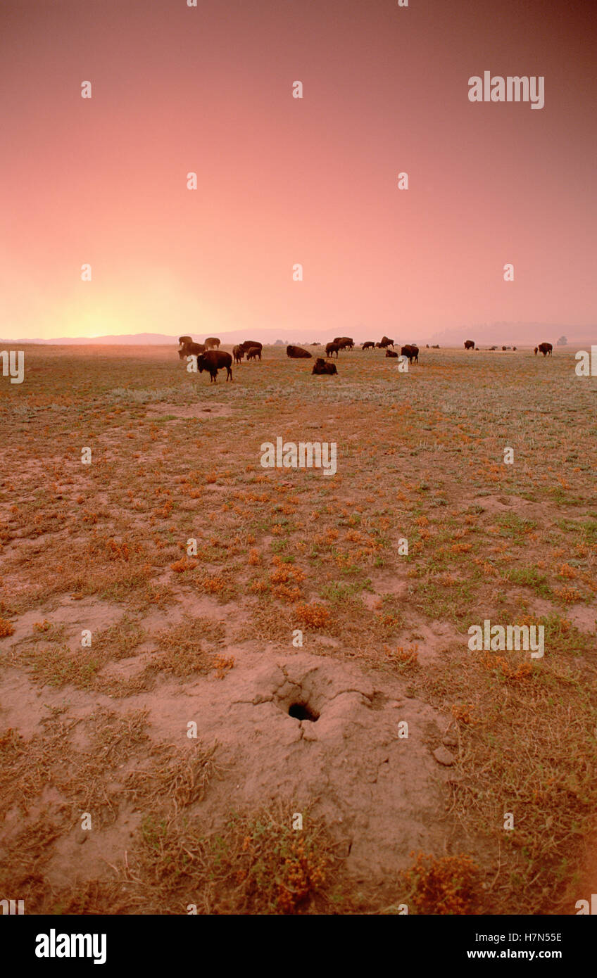 American Bison (Bison bison) herd with Prairie Dog hole in the ...