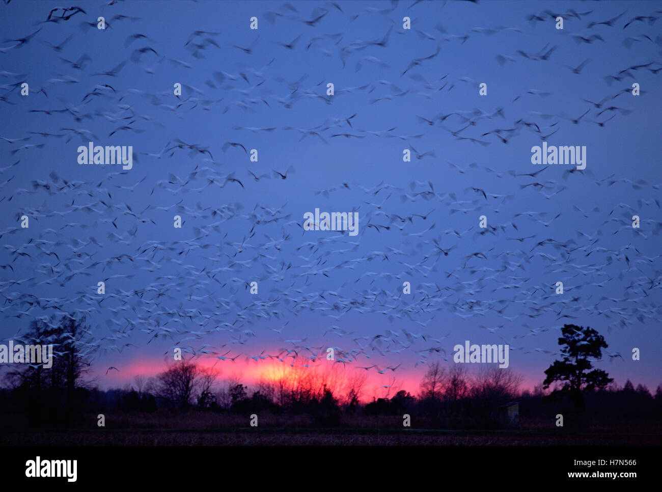 Snow Goose (Chen caerulescens) flock flying at sunset, Mattamuskeet ...