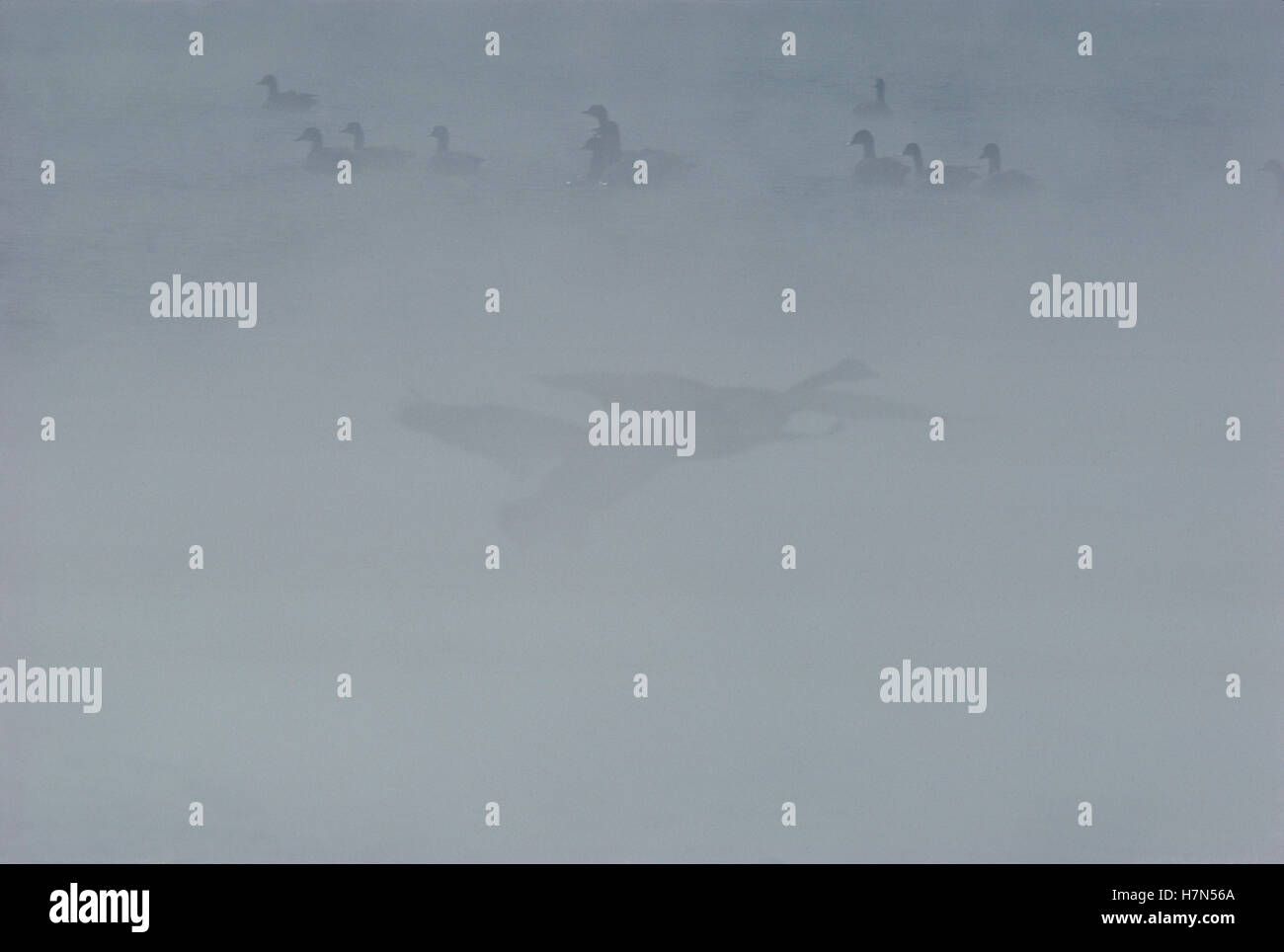 Canada Goose (Branta canadensis) pair taking flight in mist, North ...
