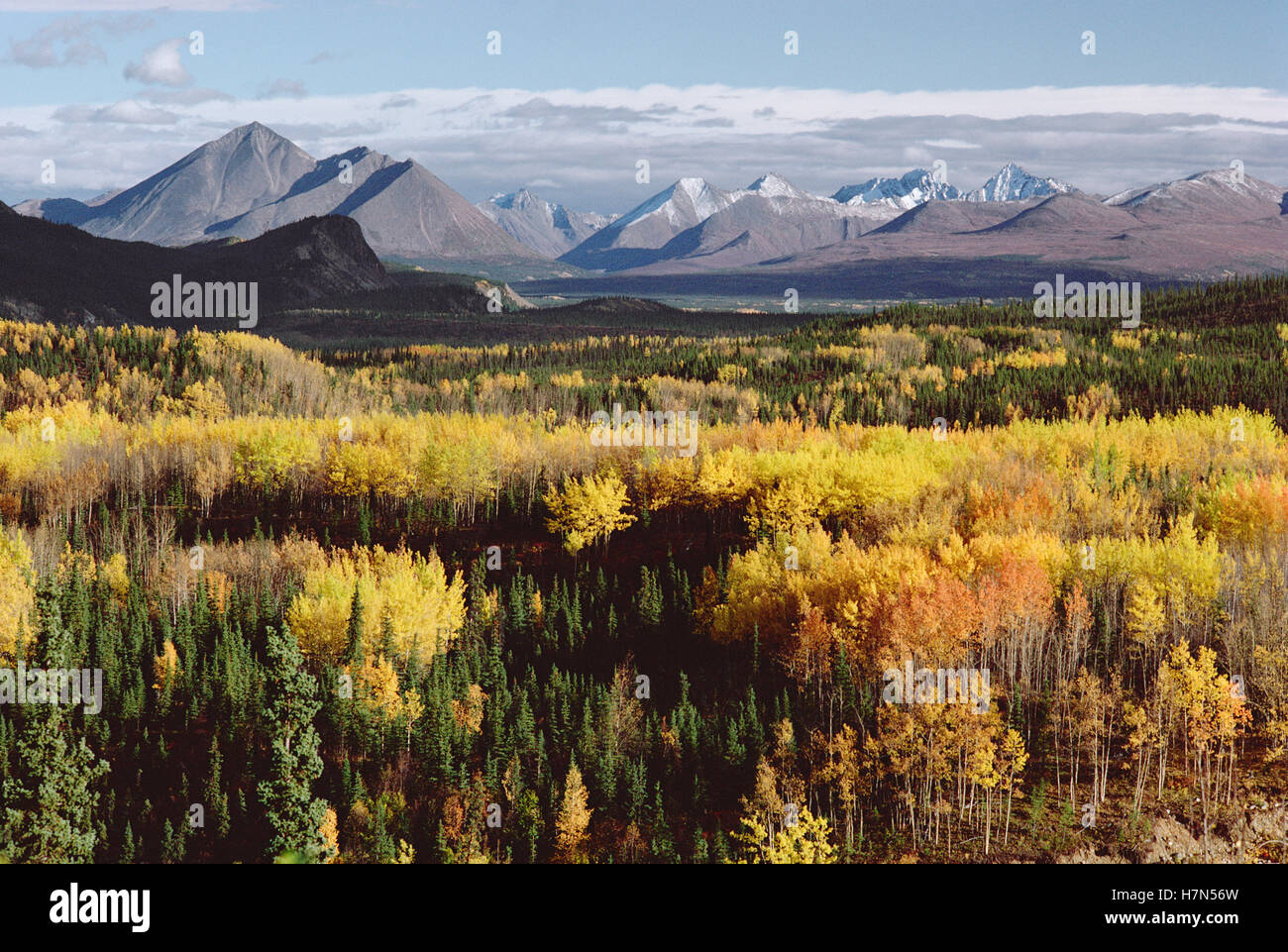 Autumn landscape with forest and mountains, Denali National Park and ...