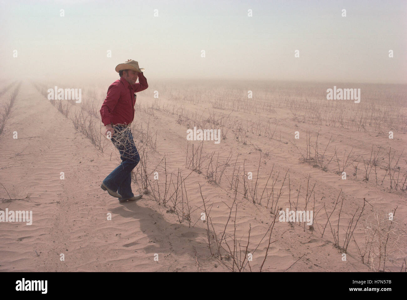Cotton farmer in desert wind storm walking amid desiccated crops, Texas ...