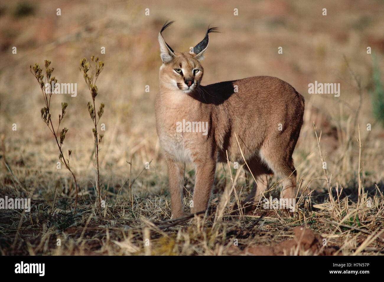 Caracal (Caracal caracal) portrait, Namibia Stock Photo - Alamy
