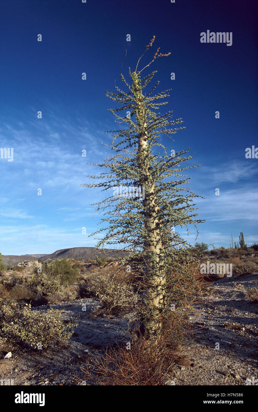 Boojum Tree (Idria columnaris) with leaves during the cool, wetter ...