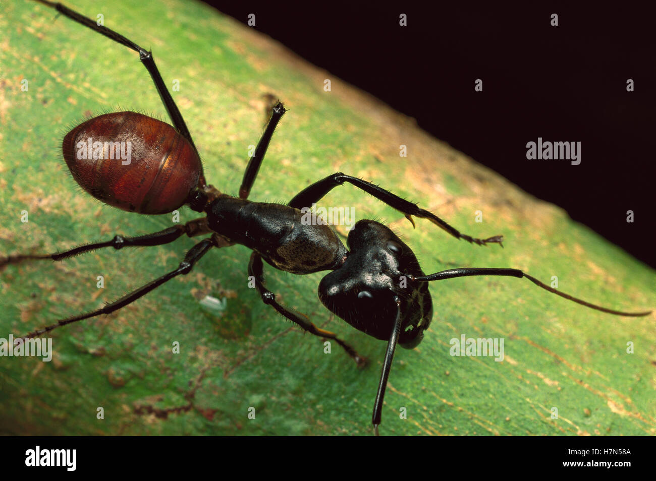 Giant Forest Ant (Campanotes gigas) close-up portrait of world's ...
