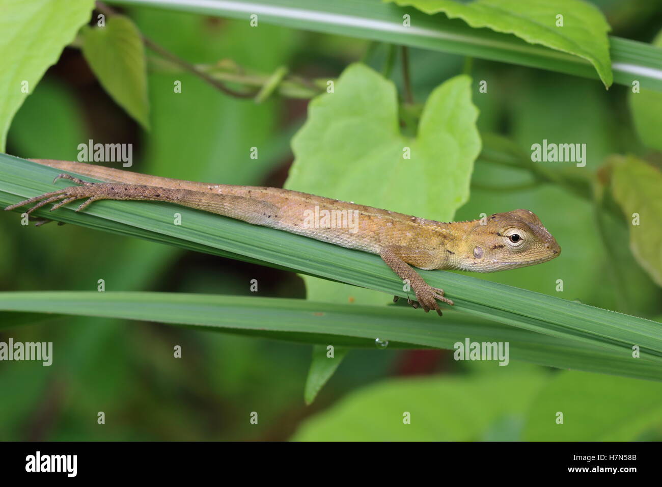 Brown jungle lizard in tropical jungle Stock Photo - Alamy