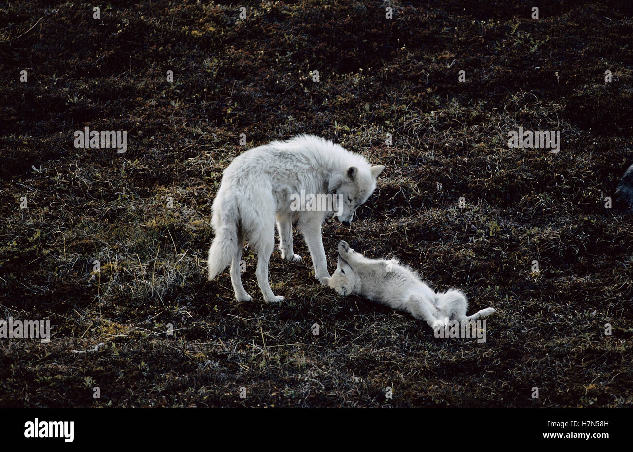 Arctic Wolf (Canis lupus) mother with playful pup, Ellesmere Island ...