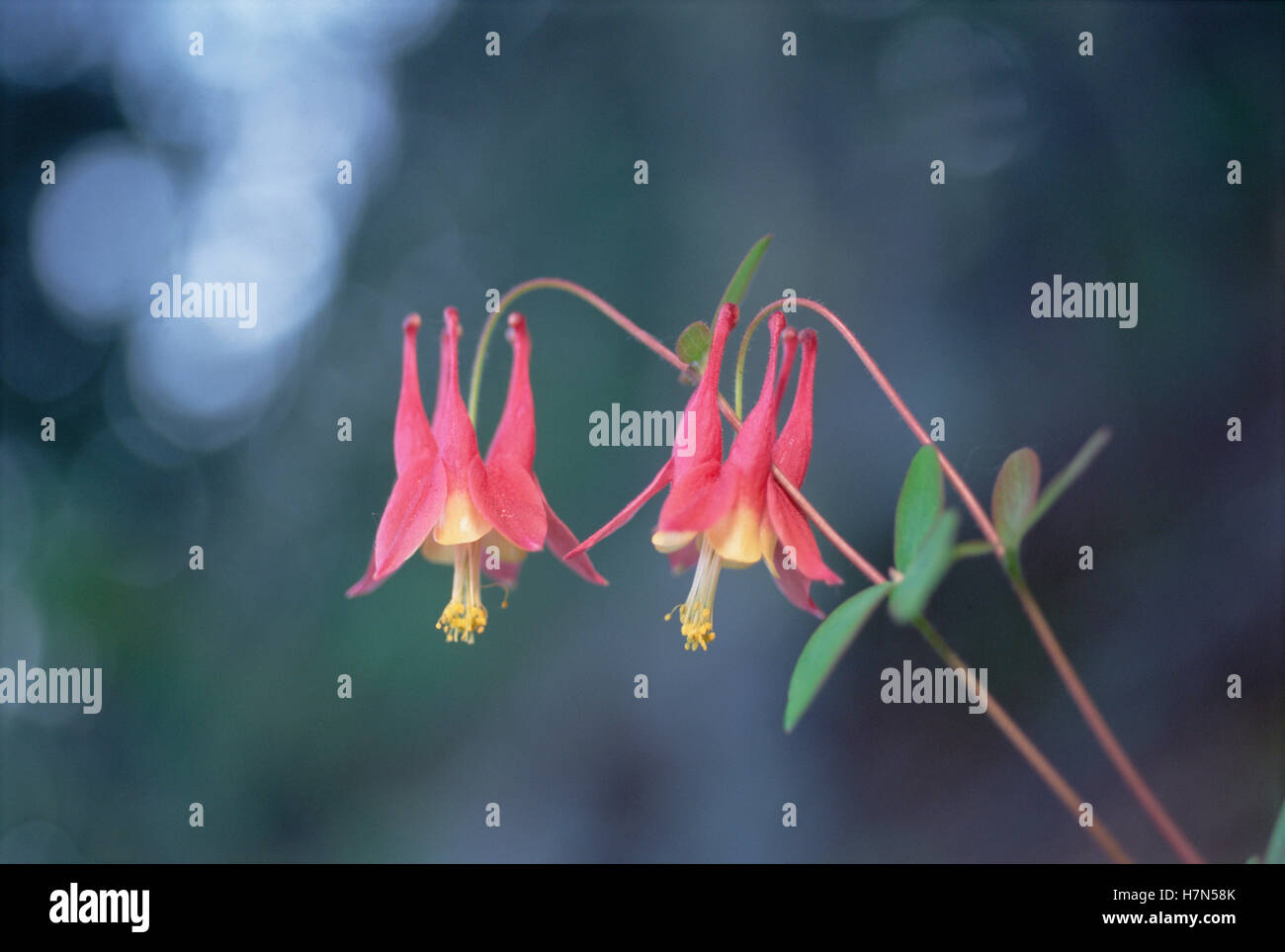 Wild Columbine (Aquilegia canadensis) blossoms, Minnesota Stock Photo ...