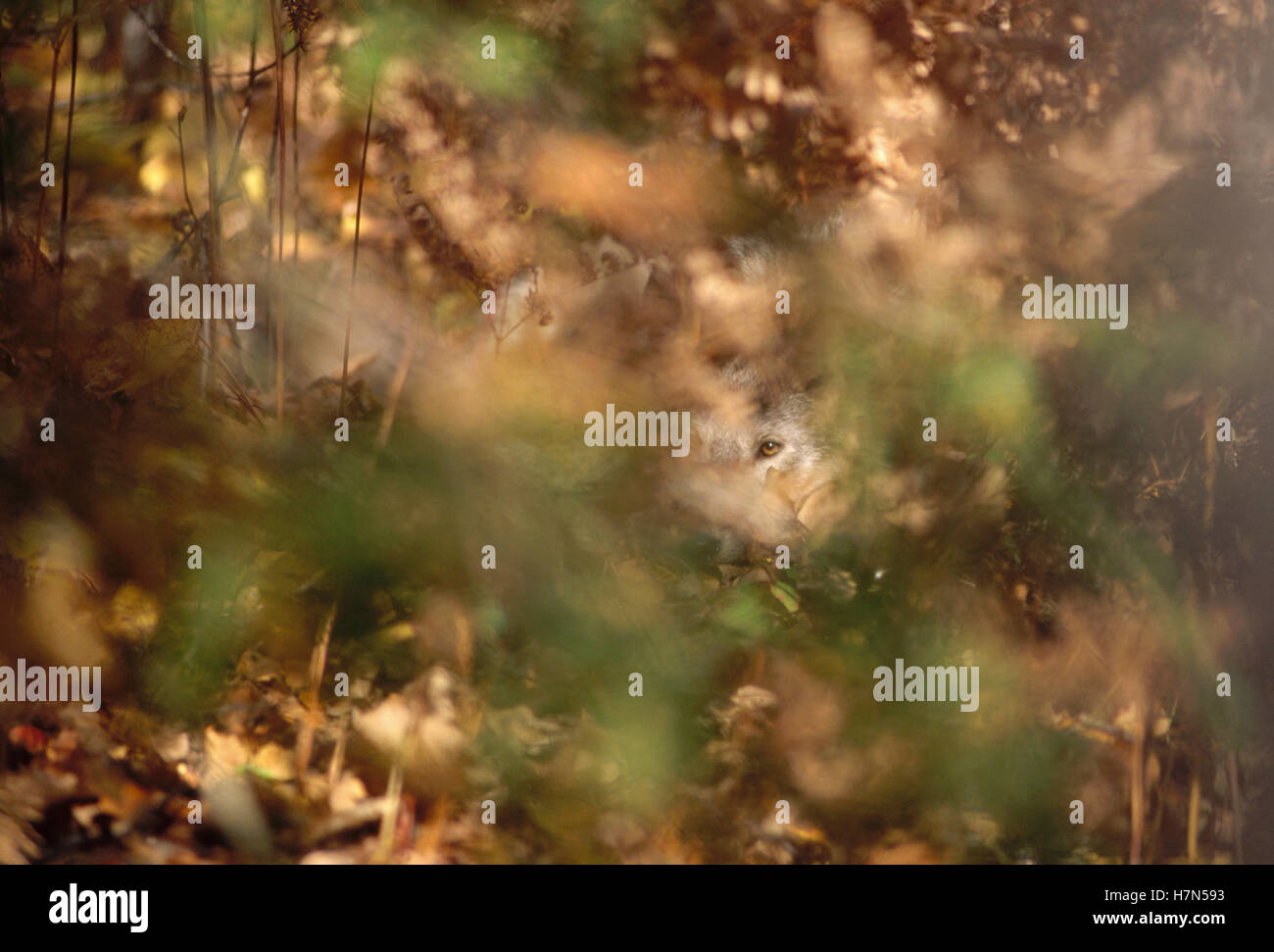 Timber Wolf (Canis lupus) looking through foliage, Superior National ...