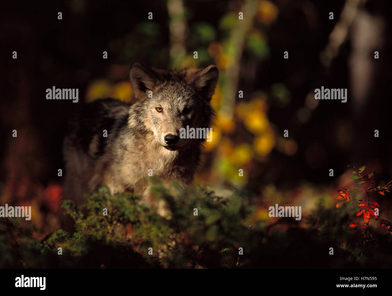 Timber Wolf (Canis lupus) illuminated in forest, Minnesota Stock Photo ...