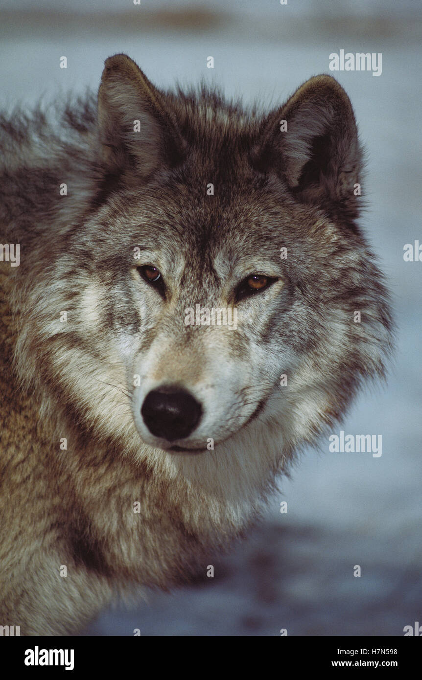 Timber Wolf (Canis lupus) portrait, Minnesota Stock Photo - Alamy