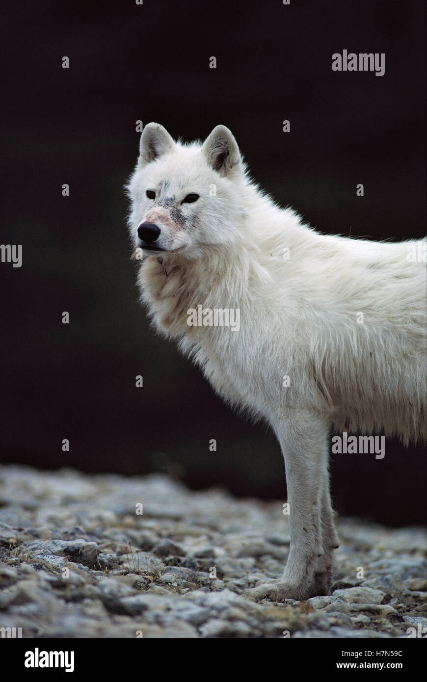 Arctic Wolf (Canis lupus) alpha male named Buster near den site ...