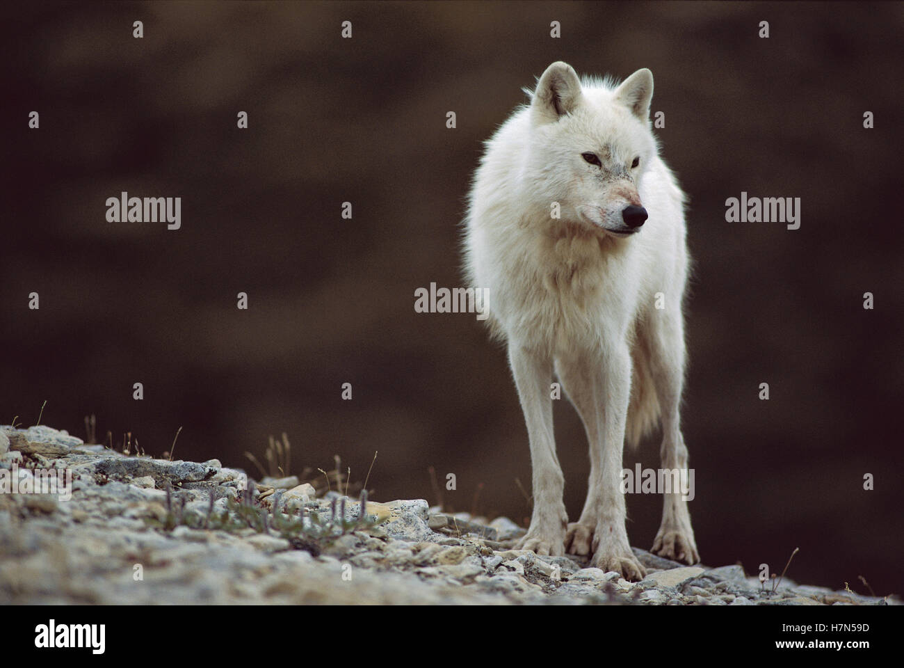 Arctic Wolf (Canis lupus) alpha male named Buster near den site ...
