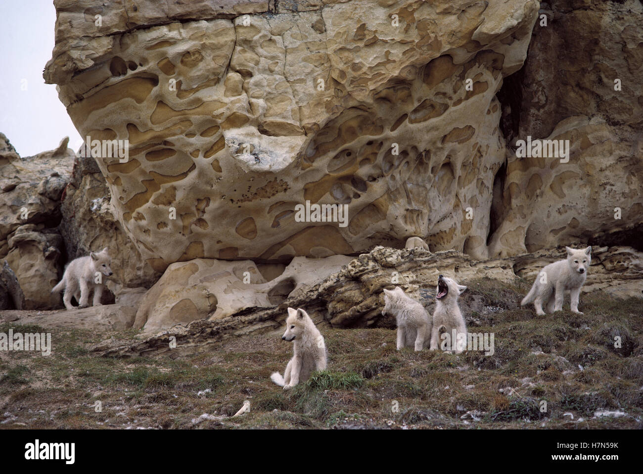 Arctic Wolf (Canis lupus) pups playing near den, Ellesmere Island ...