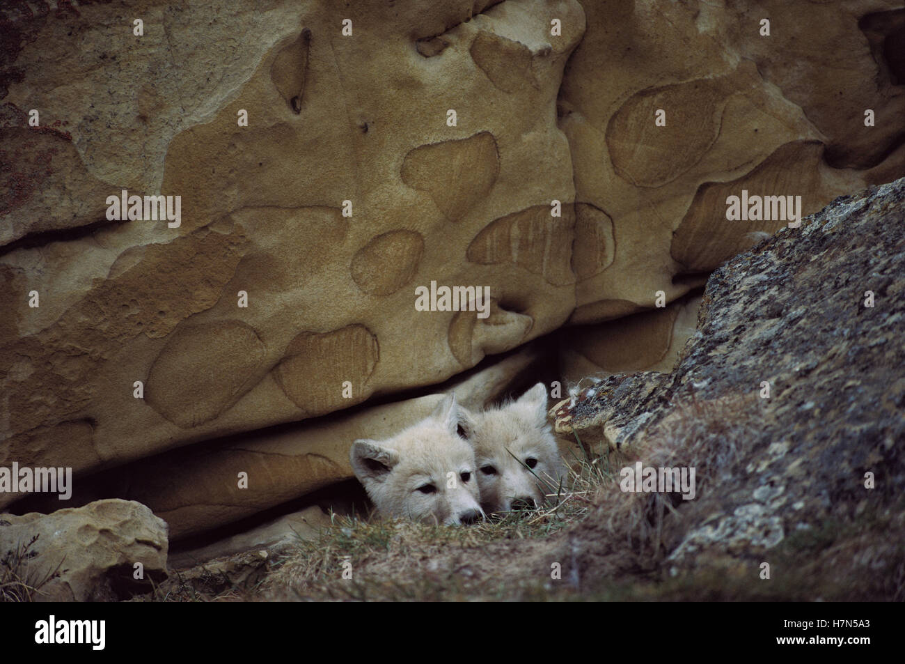 Arctic Wolf (Canis lupus) pups peering out of den, Ellesmere Island ...
