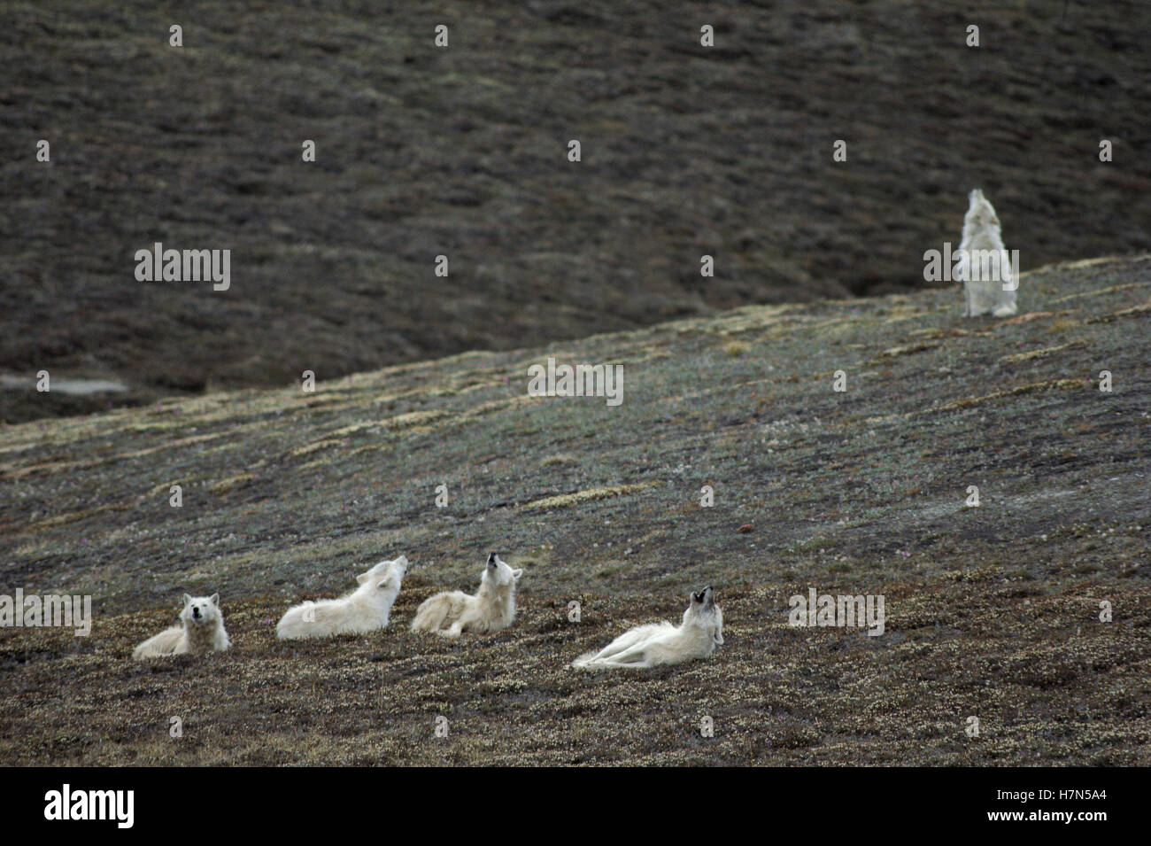 Arctic Wolf (Canis lupus) pack howling, Ellesmere Island, Nunavut ...