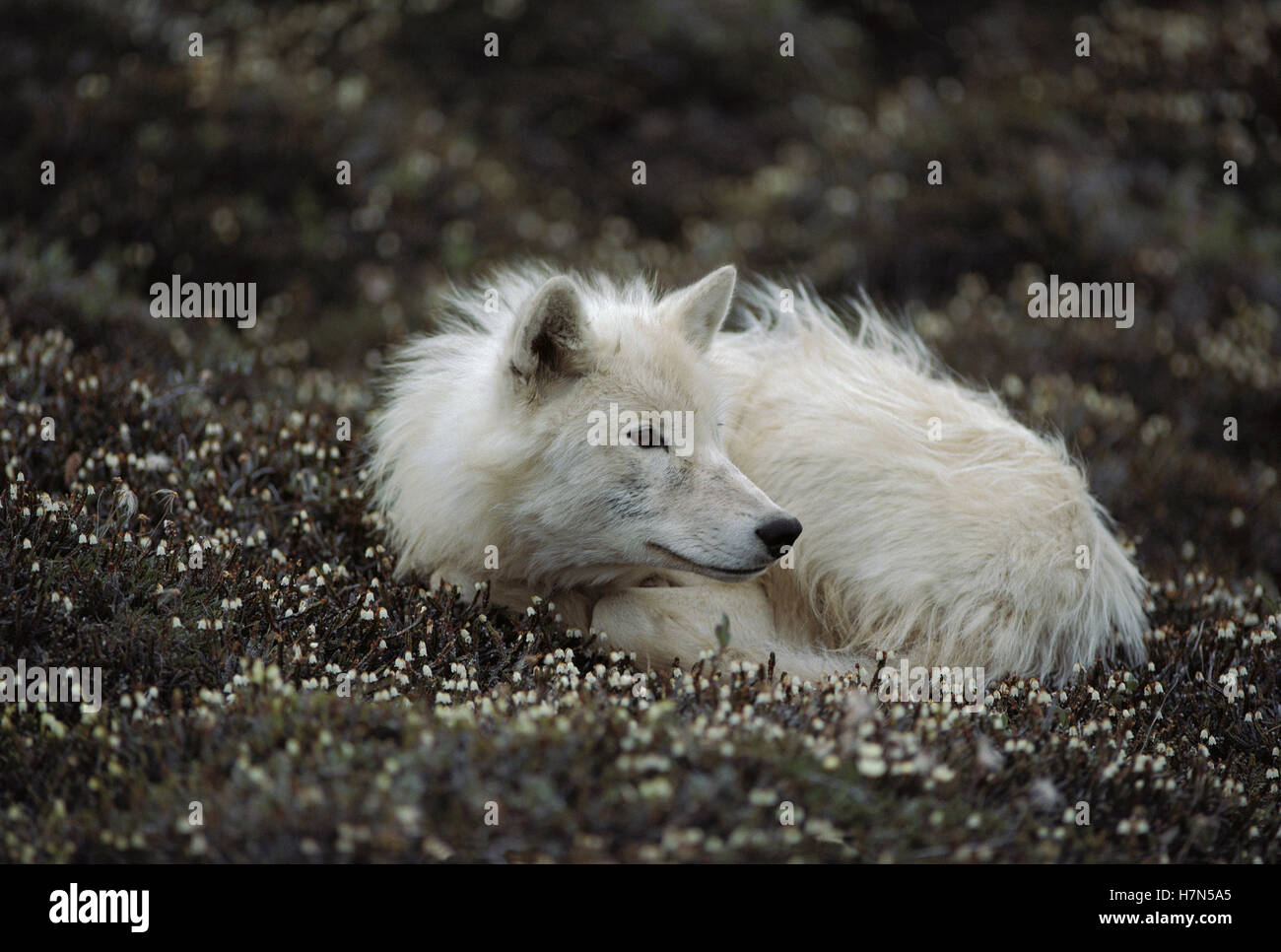 Arctic Wolf (Canis lupus) juvenile male named Scruffy curled up on ...