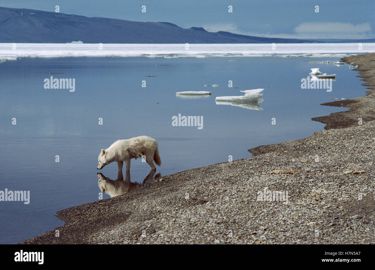 Arctic Wolf (Canis lupus) at water's edge, Ellesmere Island, Nunavut ...