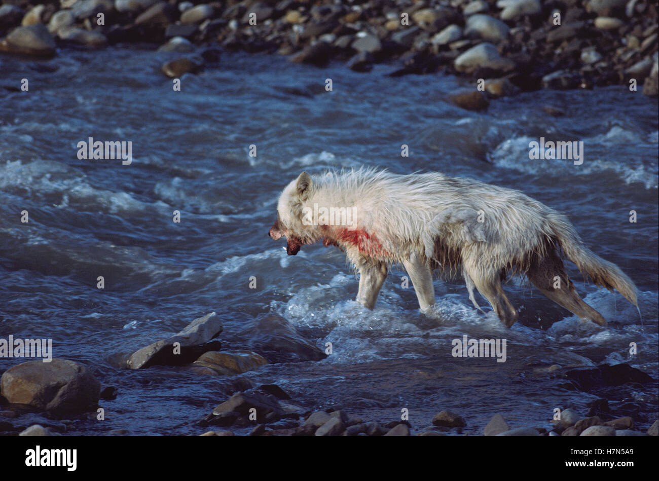 Arctic Wolf (Canis lupus) wading in water after feeding at Muskox kill, Ellesmere Island ...