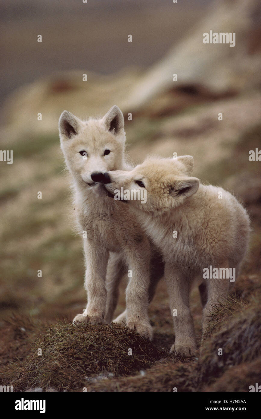 Arctic Wolf (Canis lupus) pups nuzzling one another, Ellesmere Island ...
