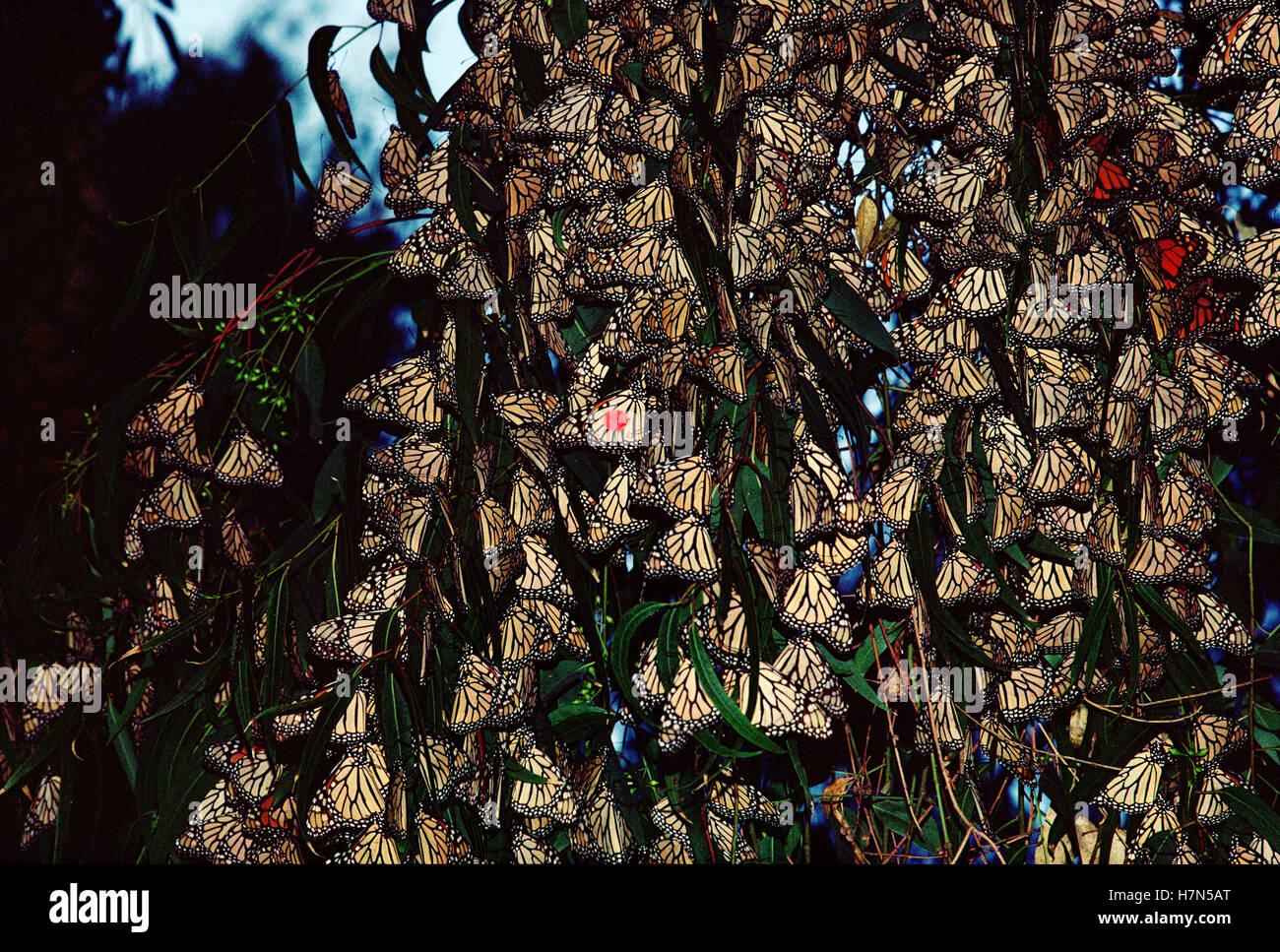 Monarch (Danaus plexippus) butterfly tagged individual amid group resting on Eucalyptus trees ...