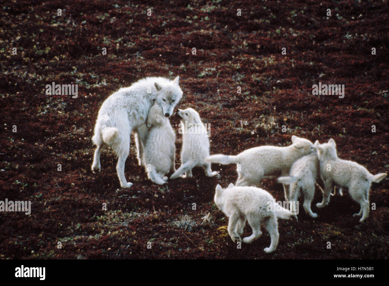 Arctic Wolf (Canis lupus) parent and six pups, Ellesmere Island ...