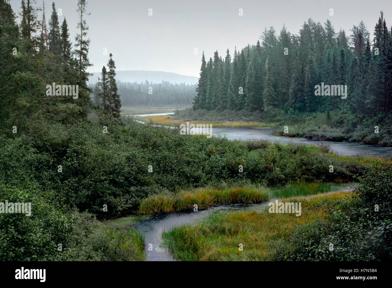 Spruce bog and boreal forest, Northwoods, Minnesota Stock Photo - Alamy