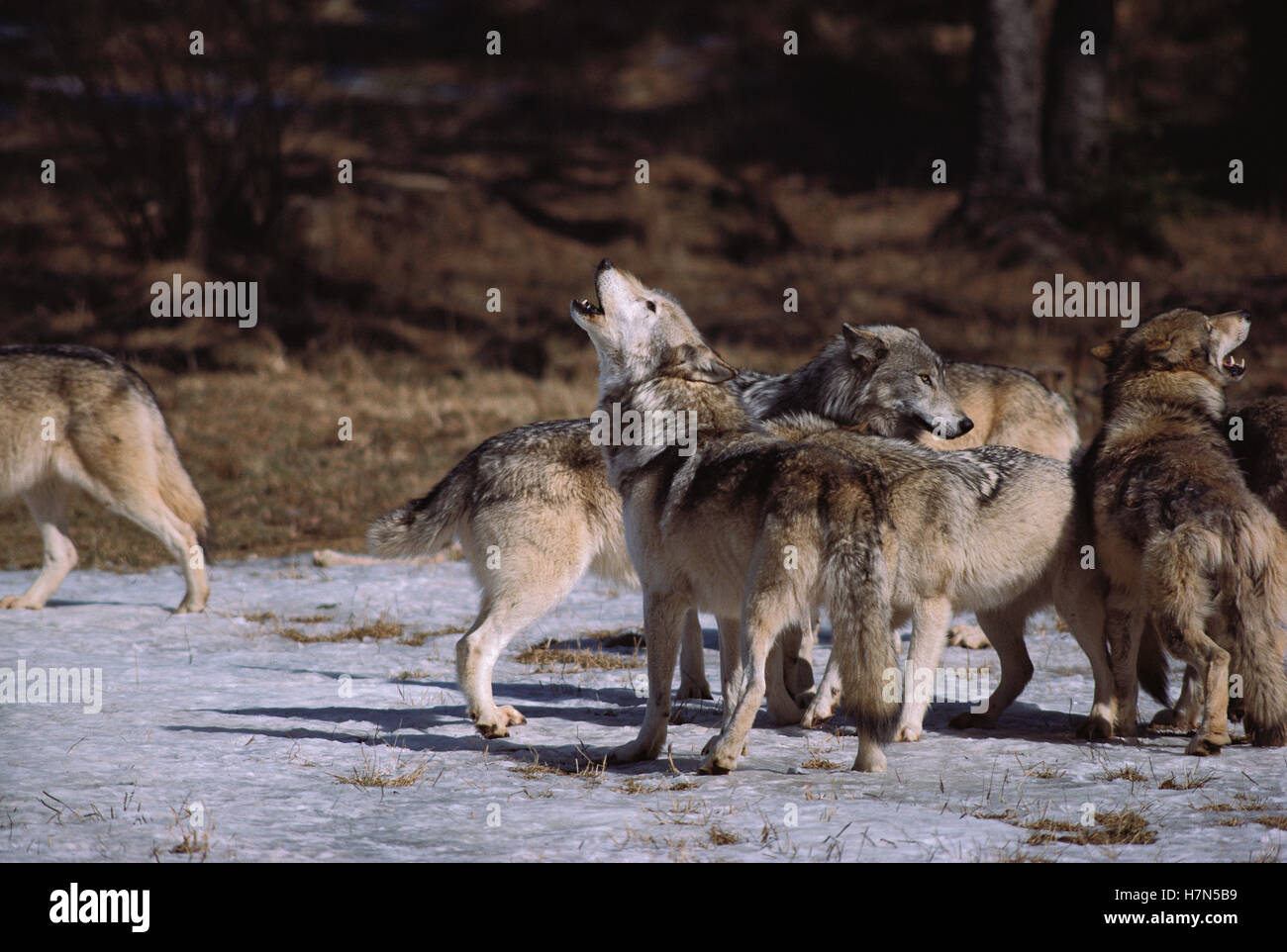 Timber Wolf (Canis lupus) pack howling, Nova Scotia, Canada Stock Photo - Alamy