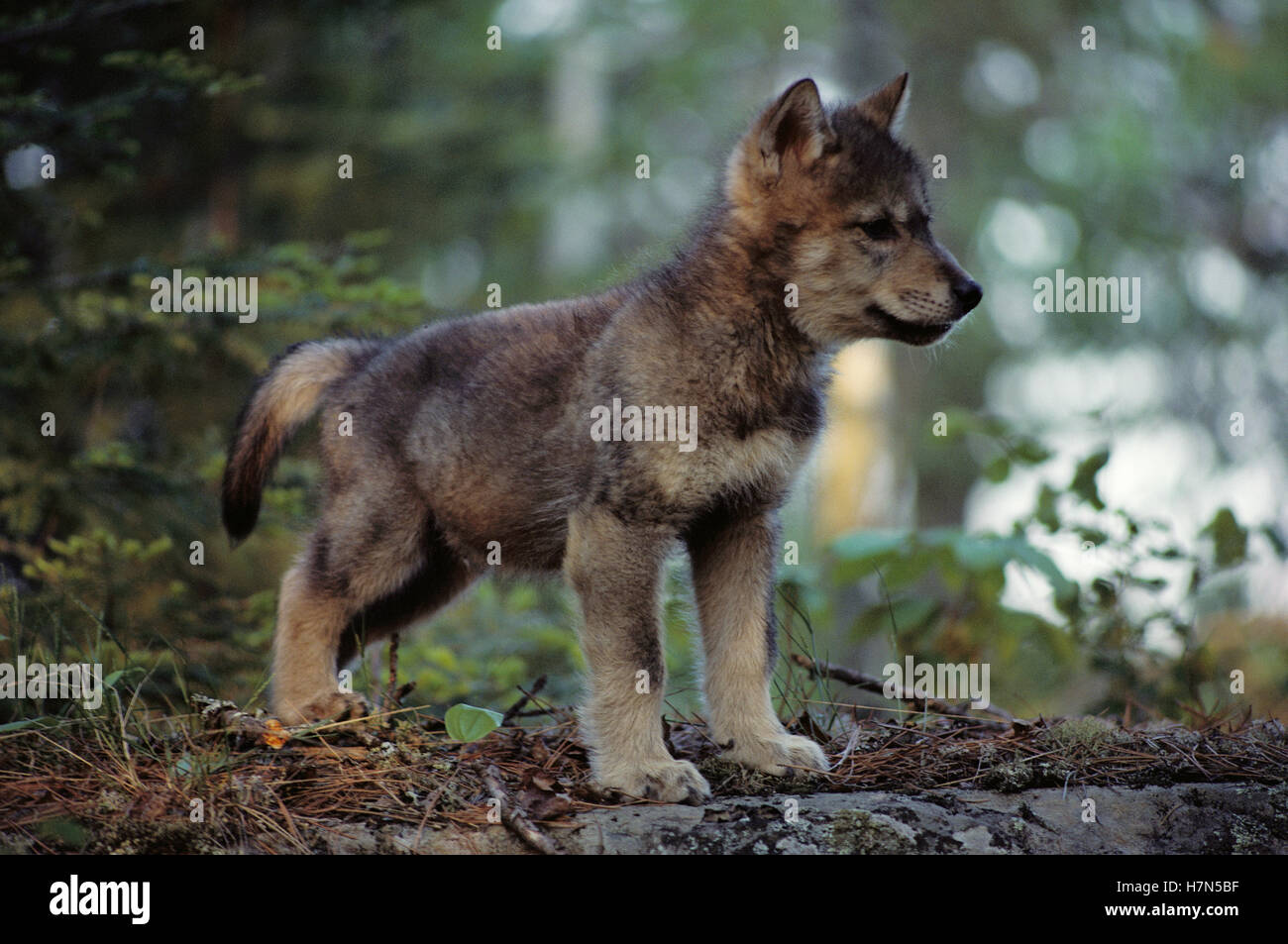 Timber Wolf (Canis lupus) pup in forest, Minnesota Stock Photo - Alamy