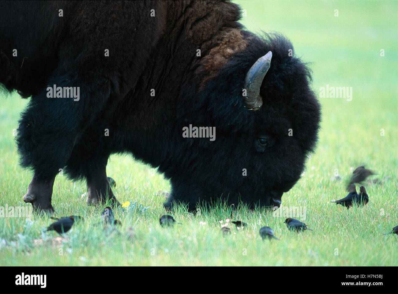 American Bison (Bison bison) grazing while Brown-headed Cowbirds ...
