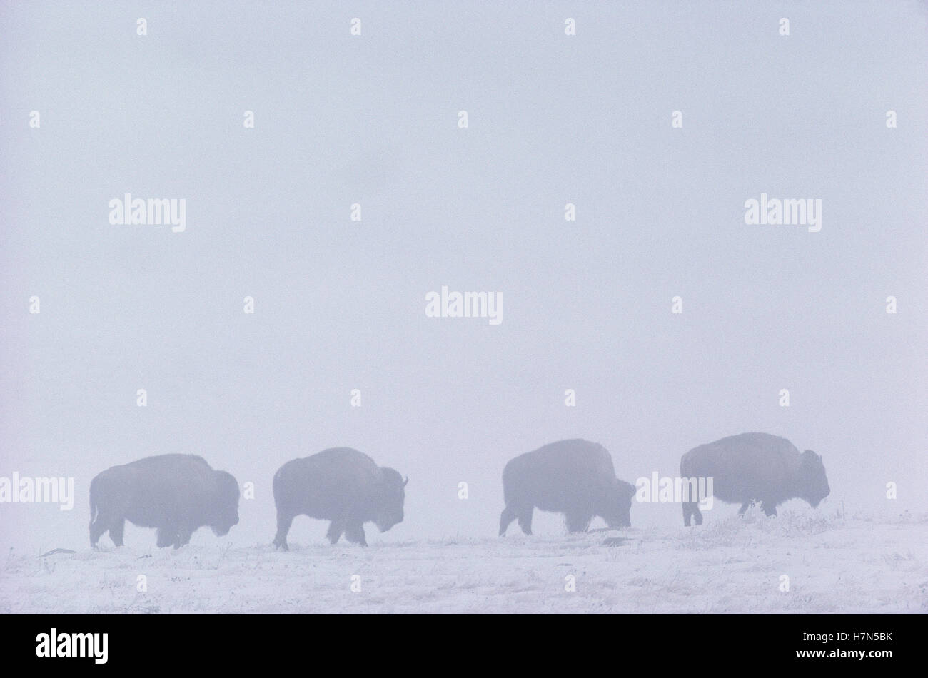 American Bison (Bison bison) group walking along trail in a snowstorm ...