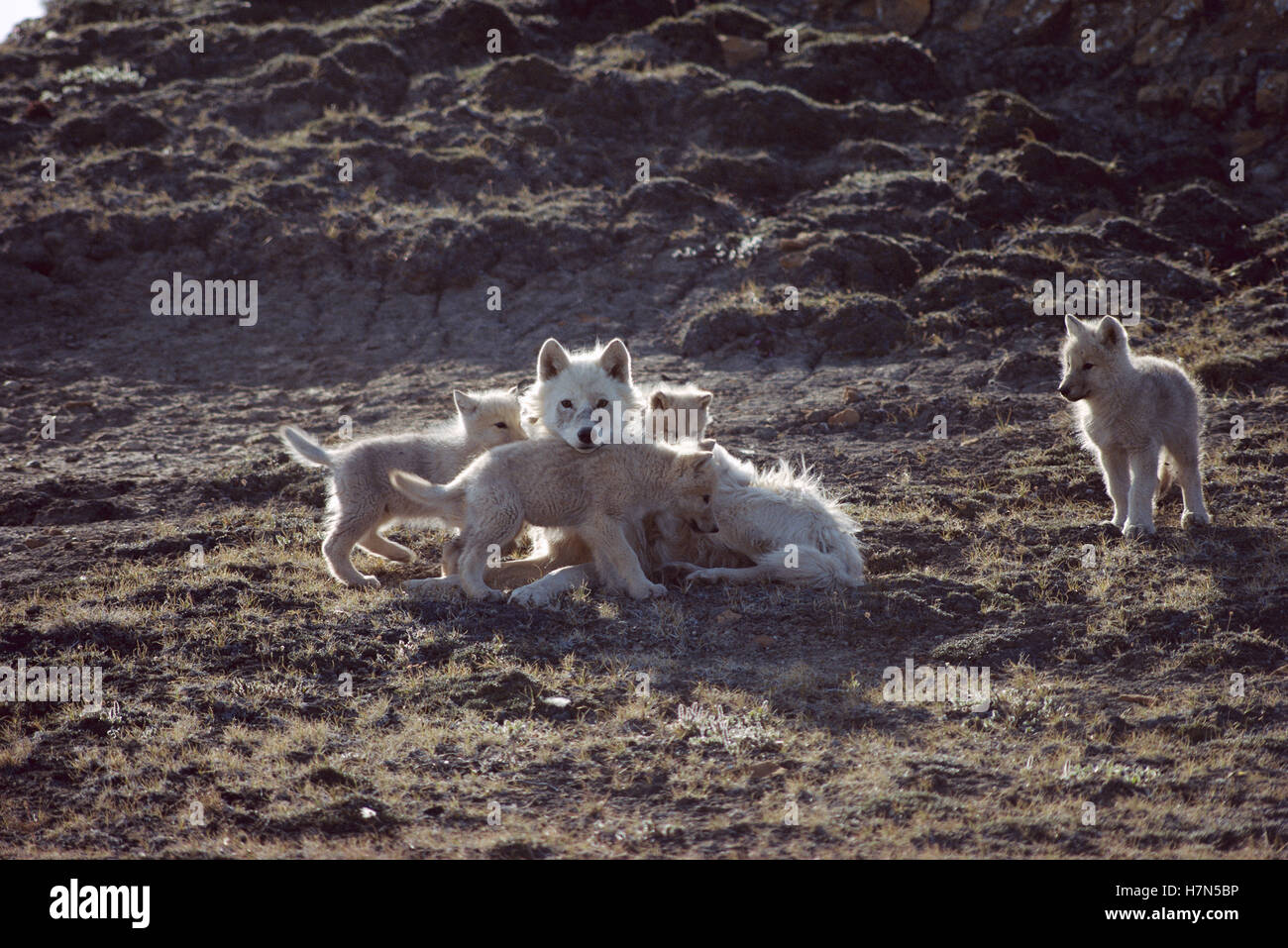 Arctic Wolf (Canis lupus) parent surrounded by playing pups, Ellesmere ...