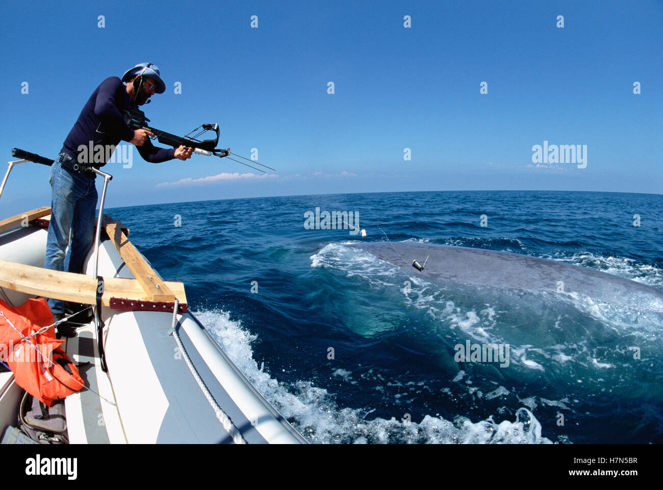 Blue Whale (Balaenoptera musculus) with researcher Bruce Mate ...