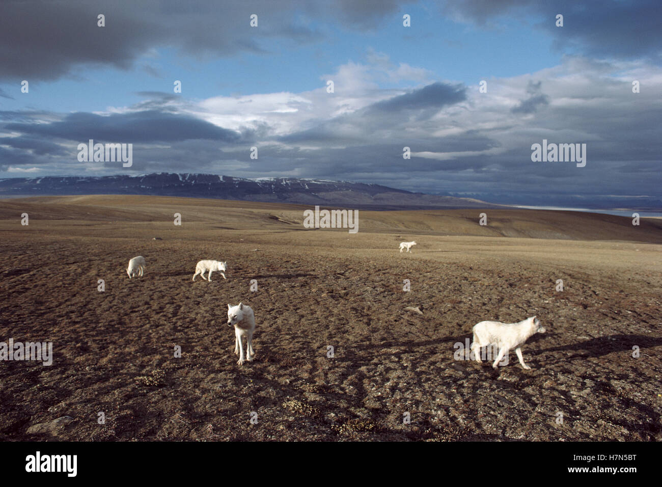 Arctic Wolf (Canis lupus) pack, Ellesmere Island, Nunavut, Canada Stock ...