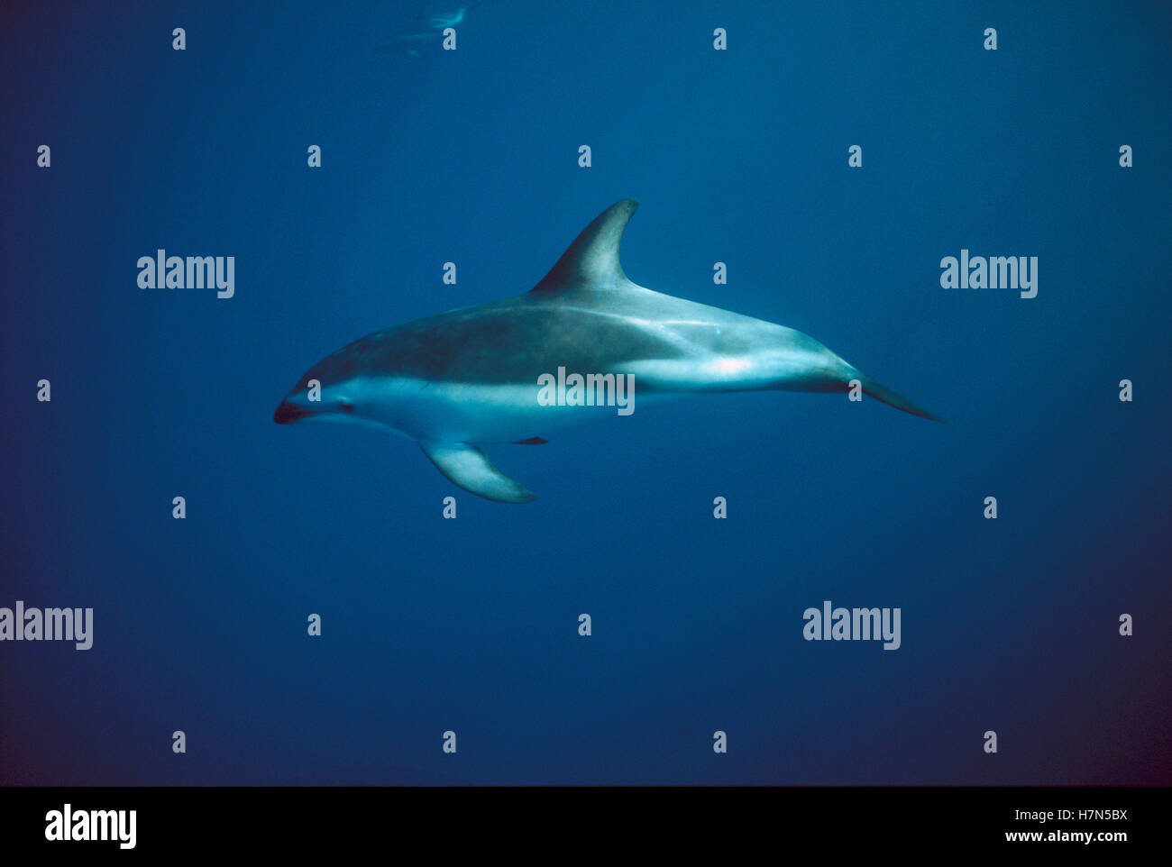 Dusky Dolphin (Lagenorhynchus obscurus) swimming, underwater, New ...