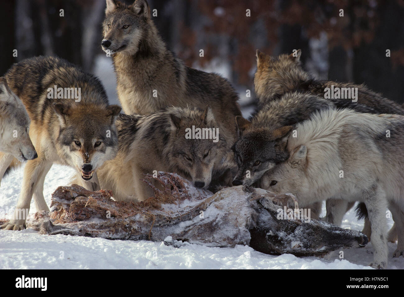 Timber Wolf (Canis lupus) pack feeding on White-tailed Deer (Odocoileus ...