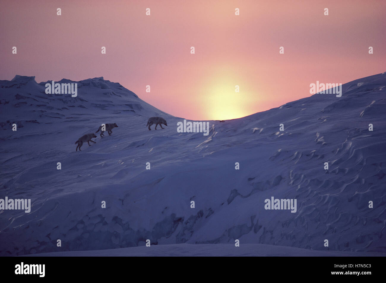 Arctic Wolf (Canis lupus) group on iceberg at sunset, Ellesmere Island ...