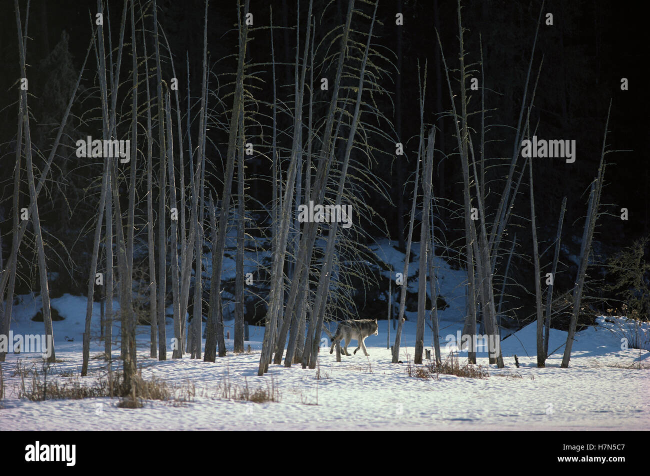 Timber Wolf (Canis lupus) walking through barren trees in snow ...