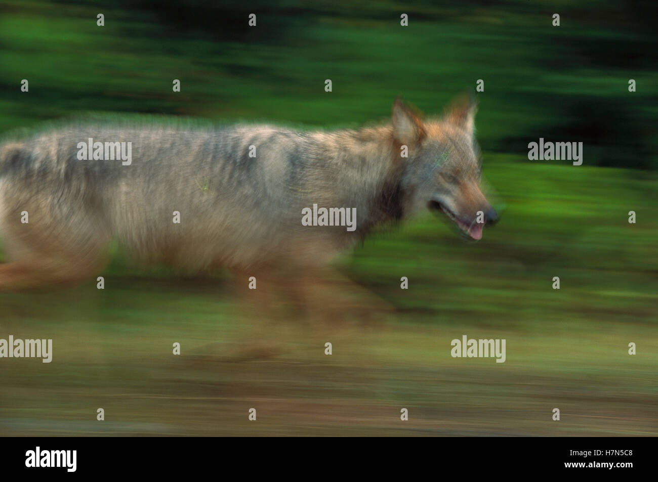 Timber Wolf (Canis lupus) running, Minnesota Stock Photo - Alamy